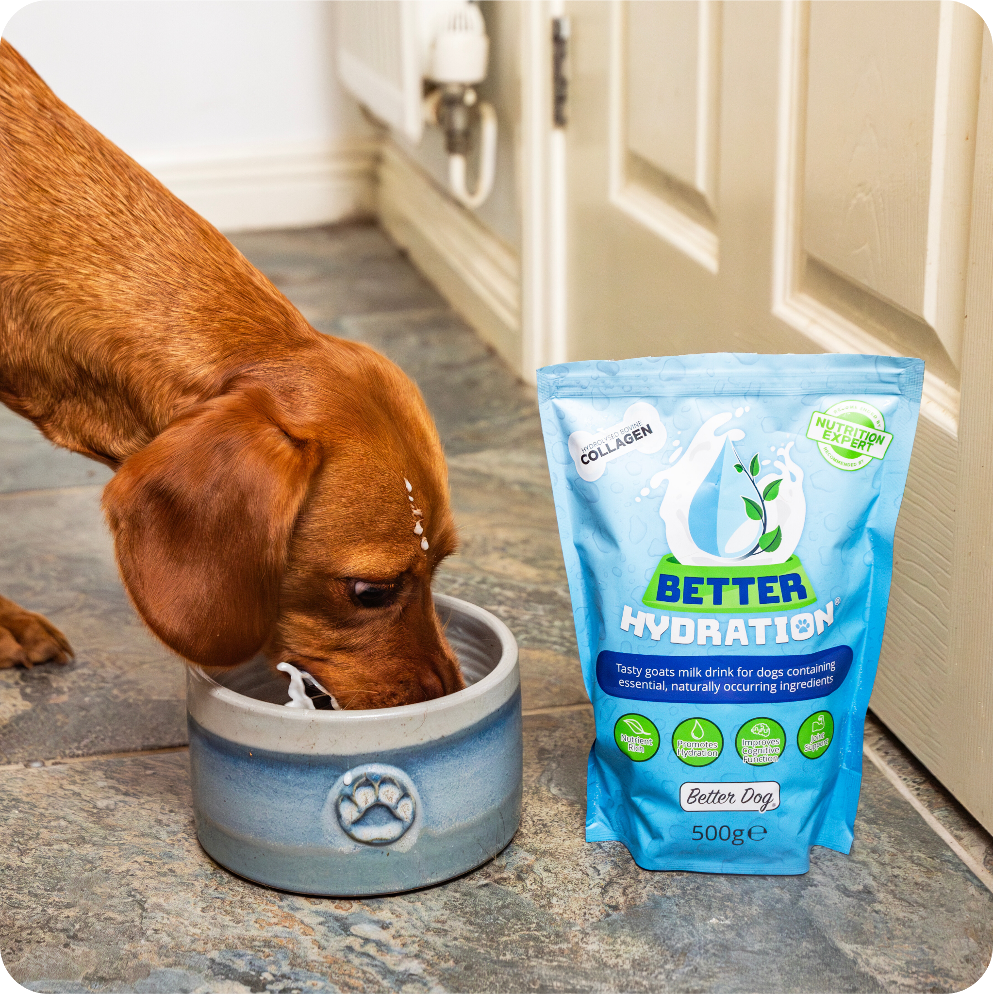 Hydration in Winter – Better Dog